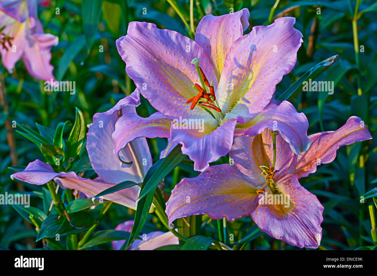 pink lily flower in the garden Stock Photo - Alamy