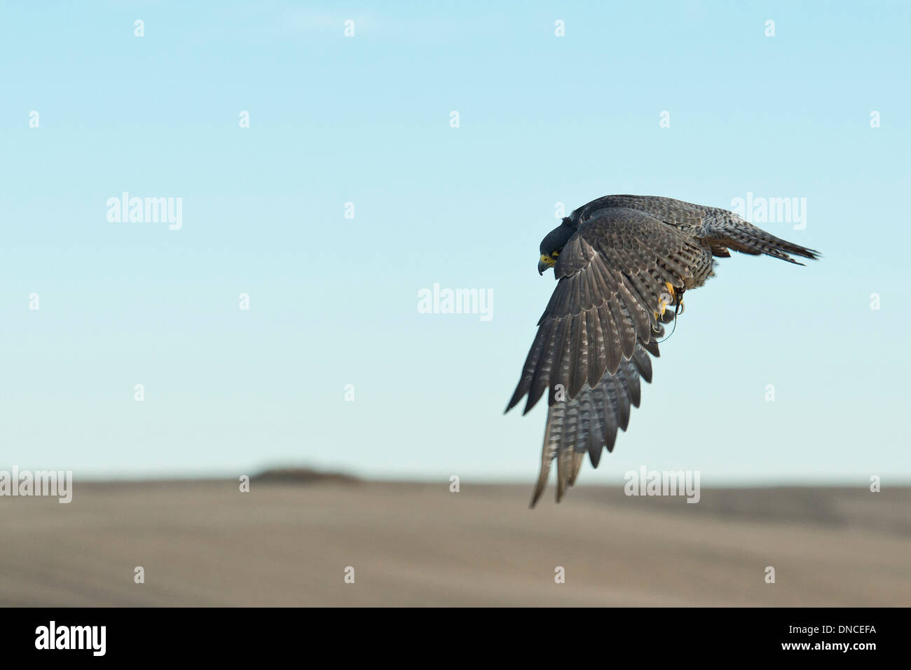 Prairie falcon flying hi-res stock photography and images - Alamy
