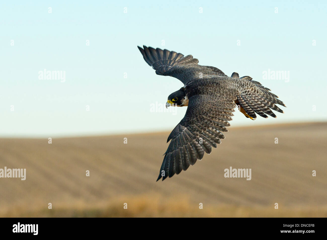 Peregrine Falcon Hunting Deer