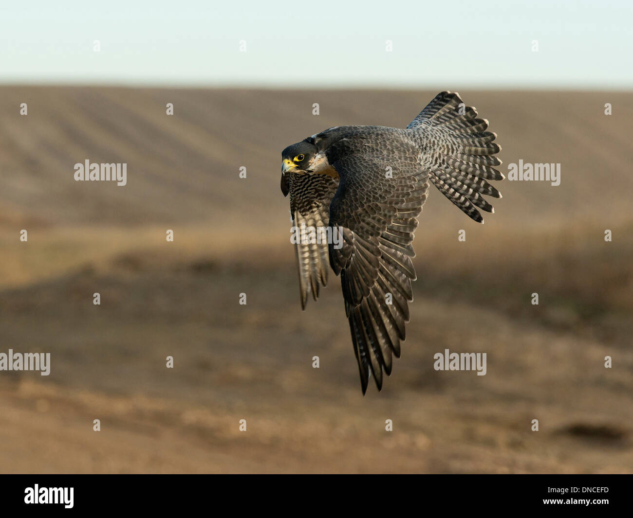 Flying Peregrine Falcon on the Prairie Stock Photo - Alamy