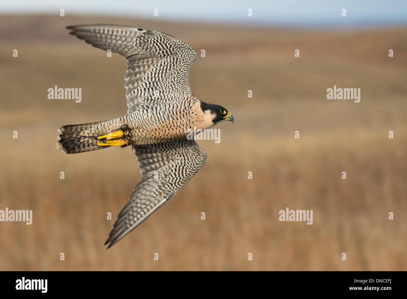 Prairie Falcon In Flight