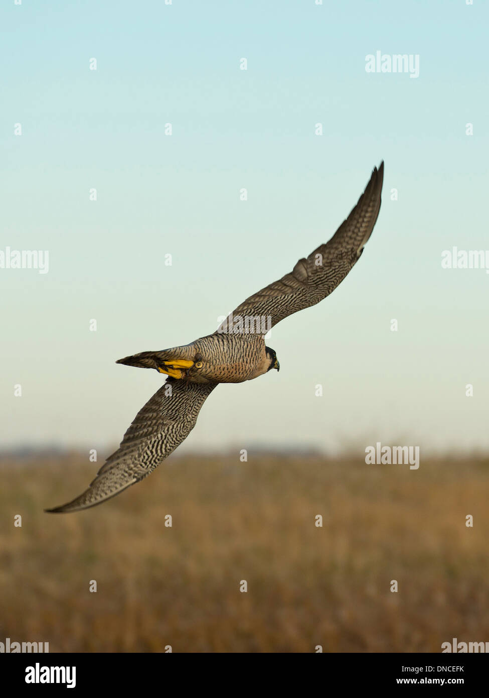 Flying peregrine falcon hi-res stock photography and images - Alamy