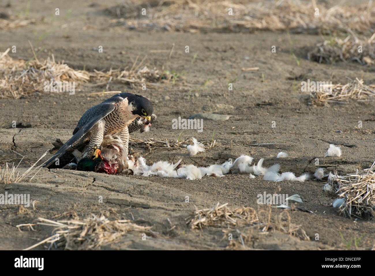 Peregrine Falcon with a Duck Stock Photo - Alamy
