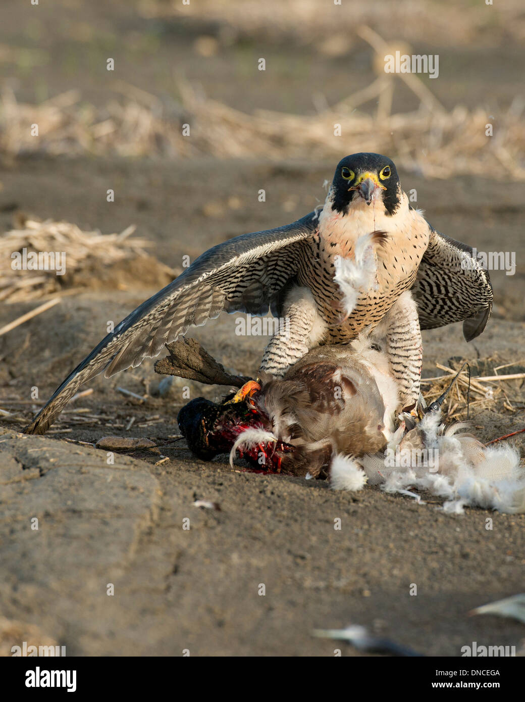 Peregrine Falcon Hunting A Duck