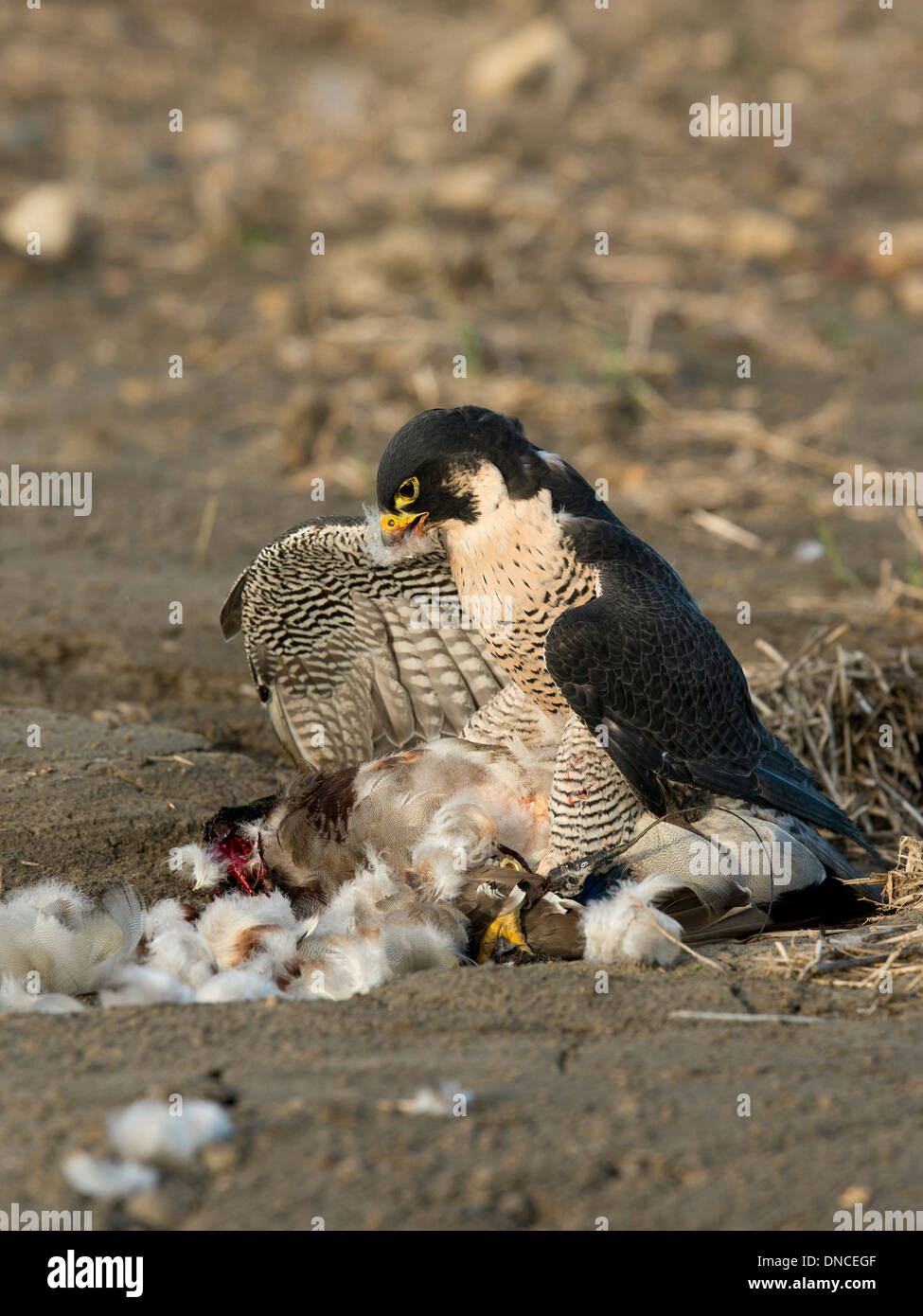 Peregrine Falcon with a Duck Stock Photo - Alamy