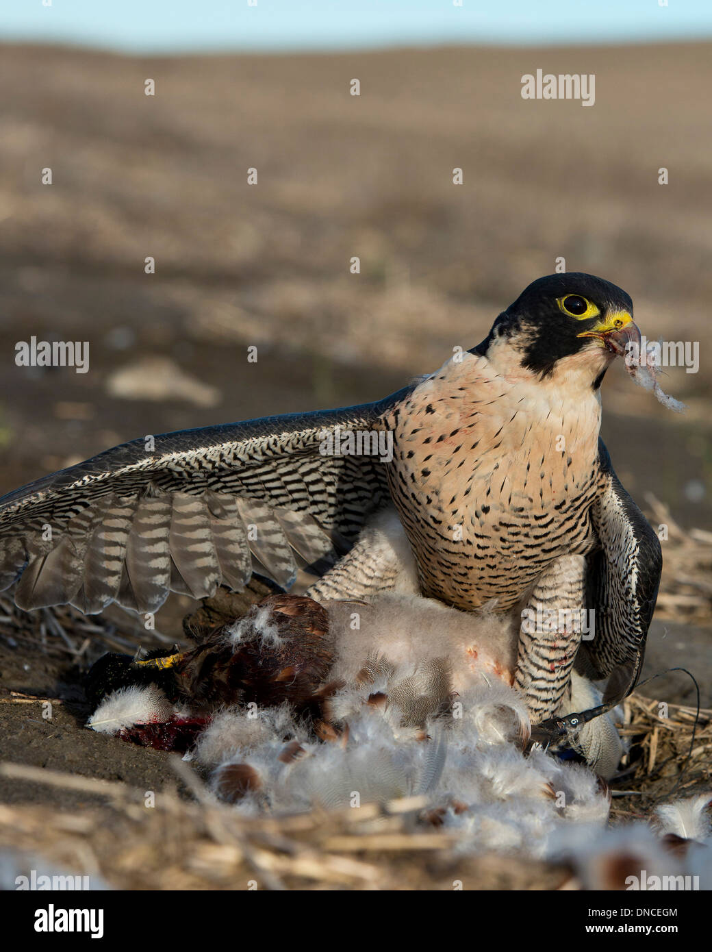 Peregrine Falcon Attacking Duck