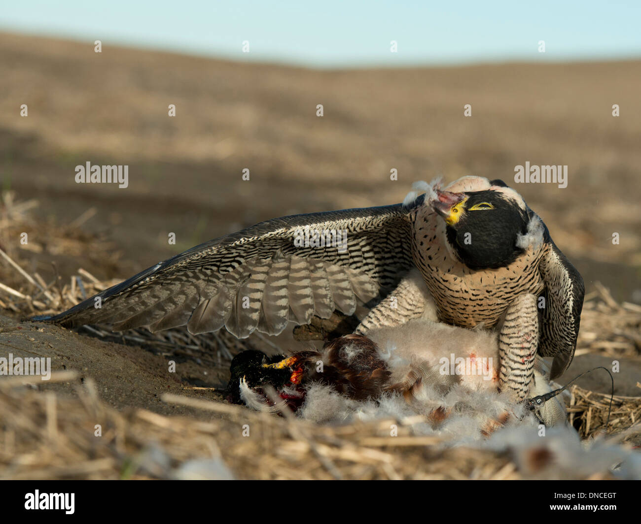 Prairie falcon hunting hi-res stock photography and images - Alamy