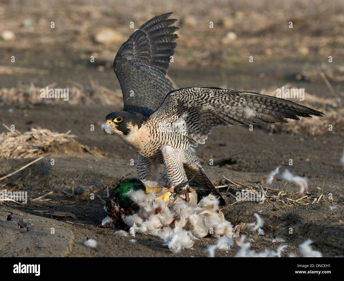 Peregrine Falcon Hunting Fish