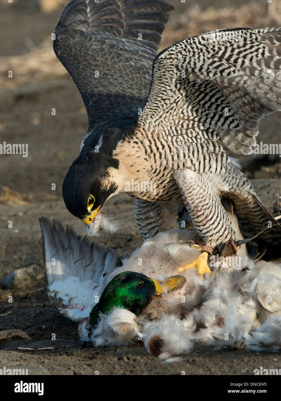 Peregrine Falcon with a Mallard Duck Stock Photo - Alamy