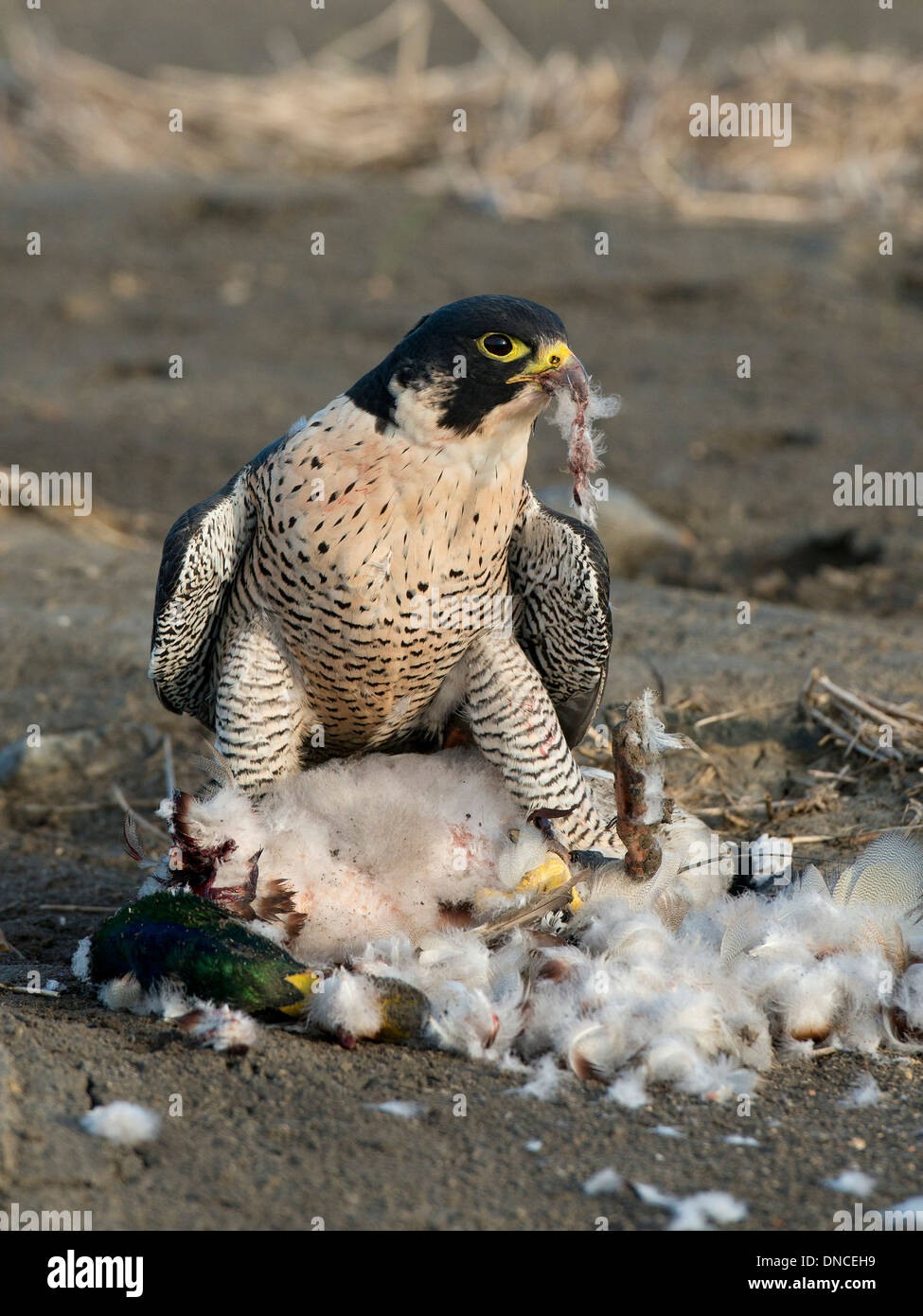 Peregrine Falcon Hunting A Duck