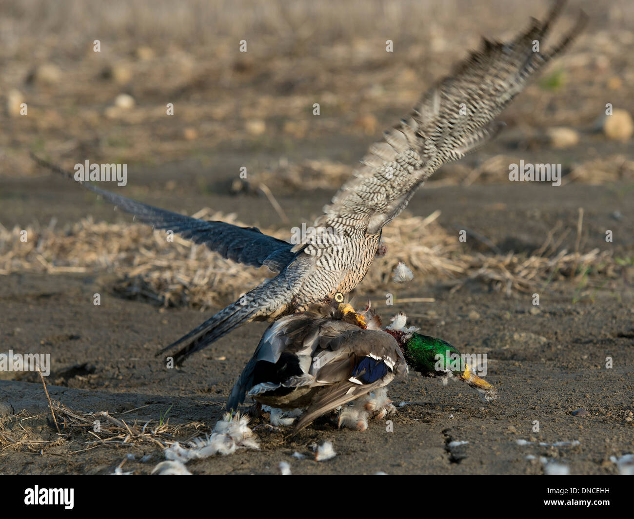 A Peregrine Falcon eating a duck it caught Stock Photo - Alamy