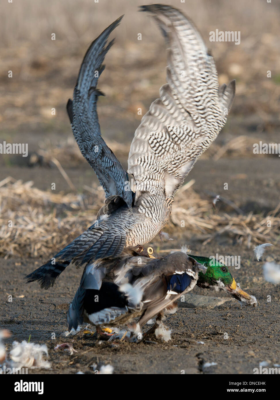 A Peregrine Falcon eating a duck it caught Stock Photo - Alamy