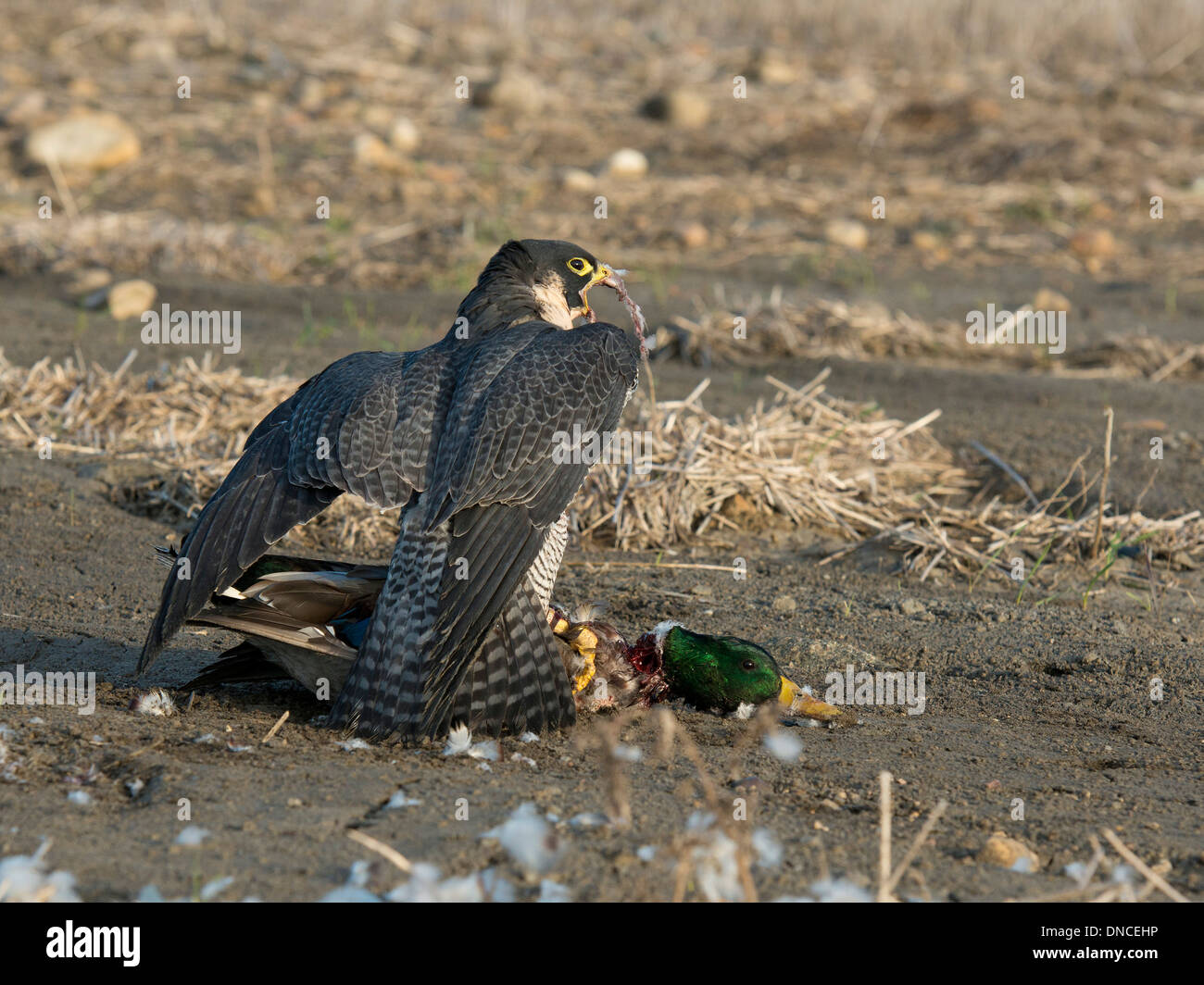 Peregrine hunt hi-res stock photography and images - Alamy