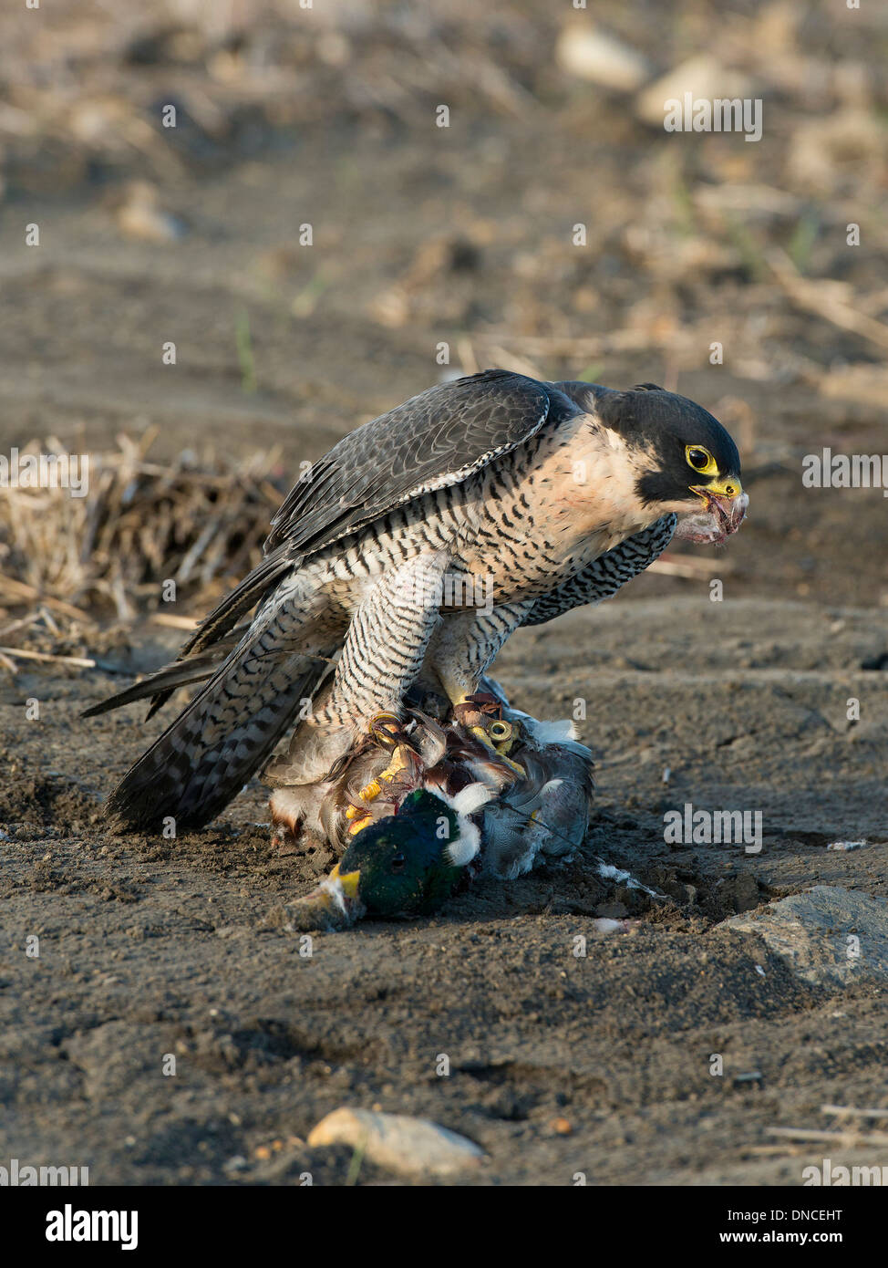 Hunting Peregrine Falcon Stock Photo - Alamy