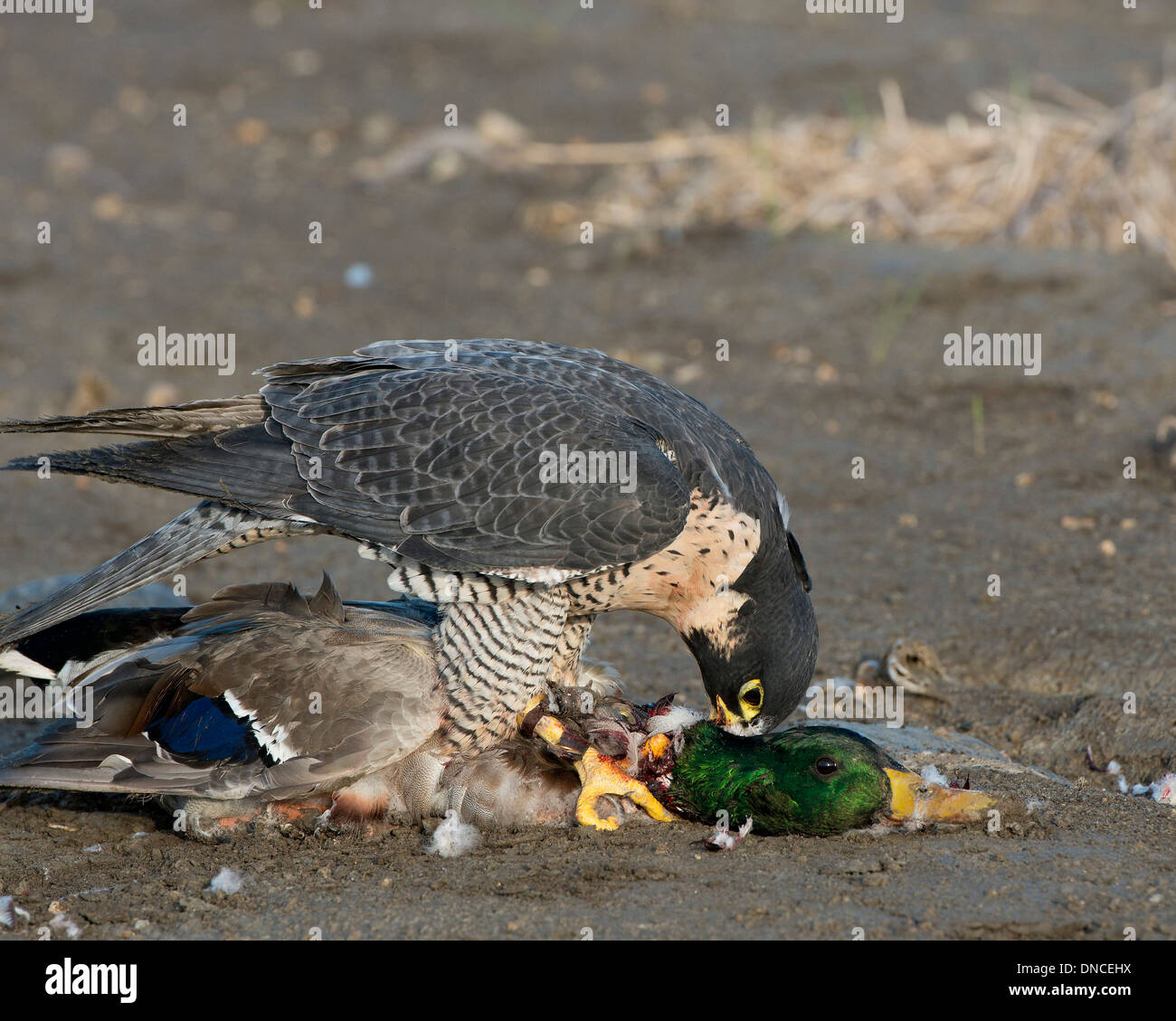 Peregrine Falcon with a Mallard Duck Stock Photo - Alamy