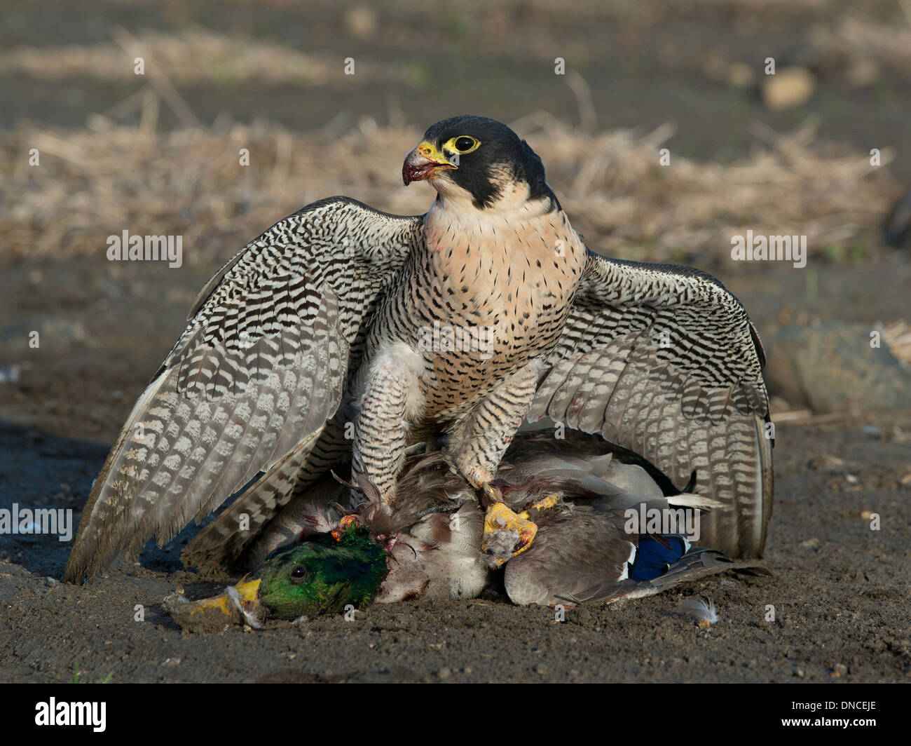 Peregrine Falcon with a Duck Stock Photo - Alamy