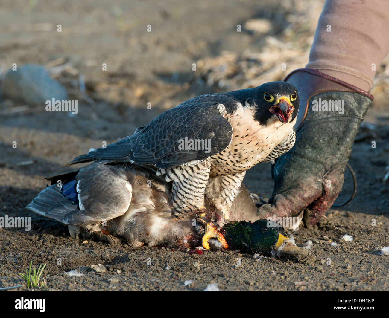 Peregrine Falcon with a Duck Stock Photo - Alamy