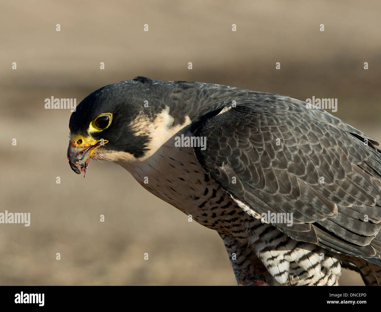 Peregrine Falcon Hunting