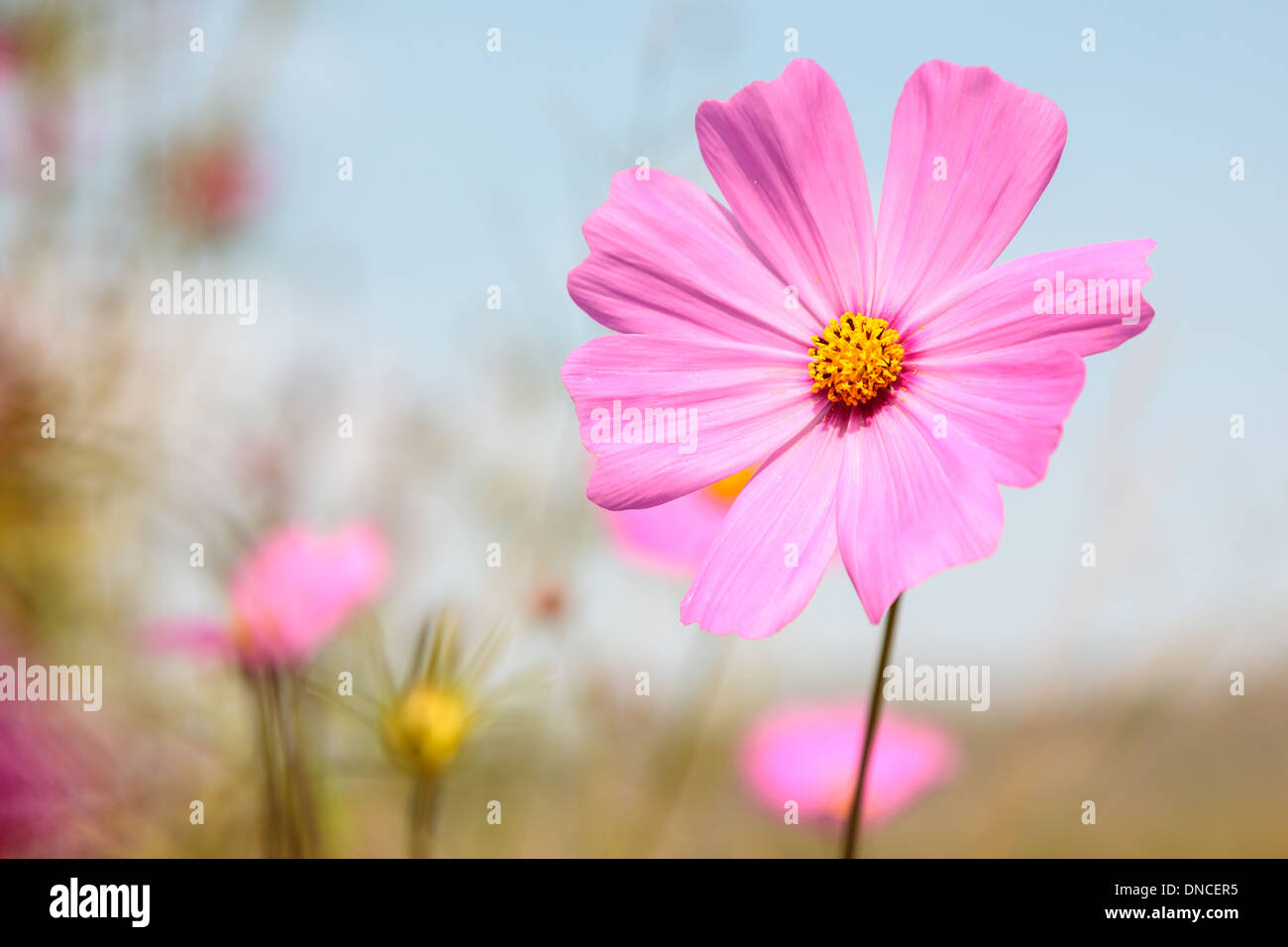 Light ping hi-res stock photography and images - Alamy
