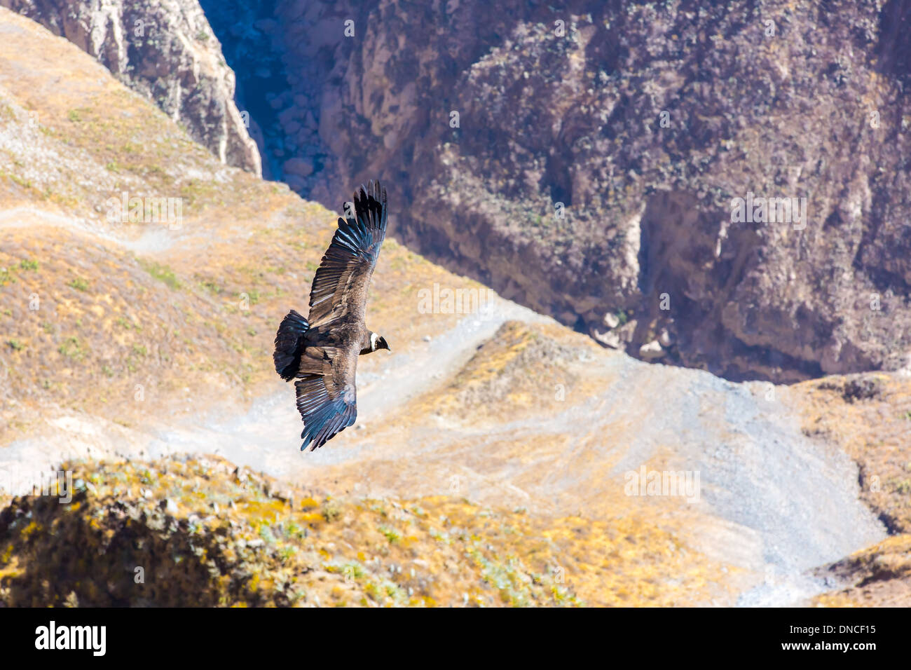 Flying condor over Colca canyon,Peru,South America. This is a condor ...