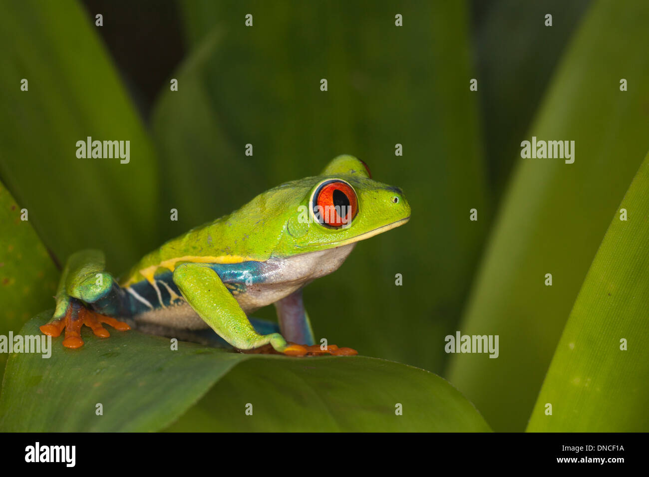 Red-eyed Tree frog (Agalychnis callidryas) also known as Red-eye Leaf ...