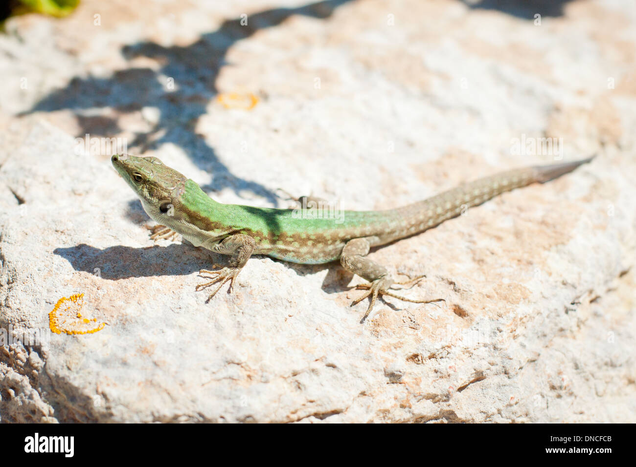 A male Maltese Wall Lizard (Podarcis filfolensis ssp maltensis) in ...