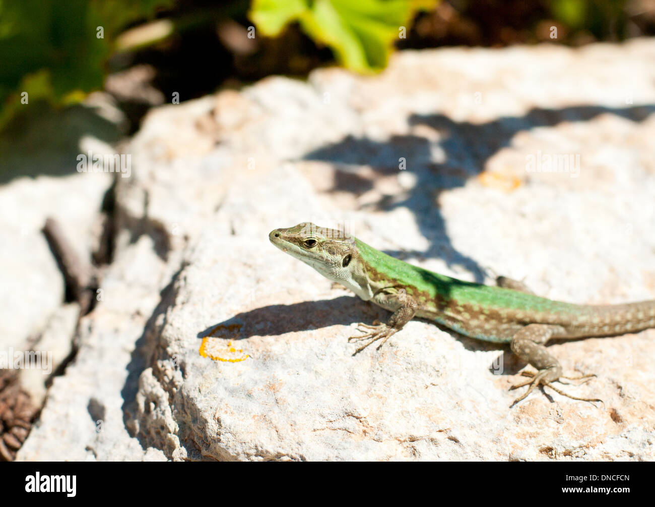 Comino maltese wall lizard hi-res stock photography and images - Alamy