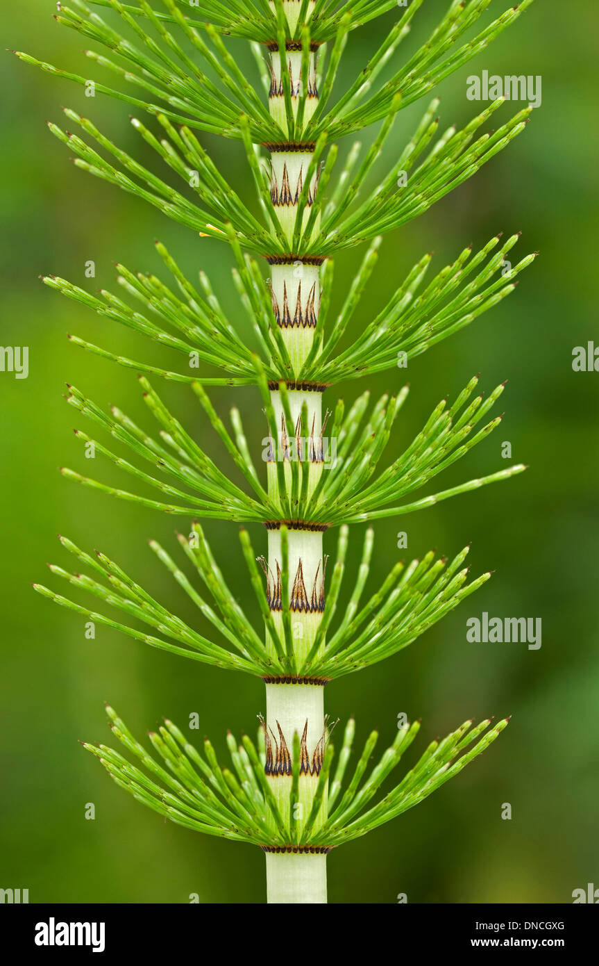 Nodi flora hi-res stock photography and images - Alamy