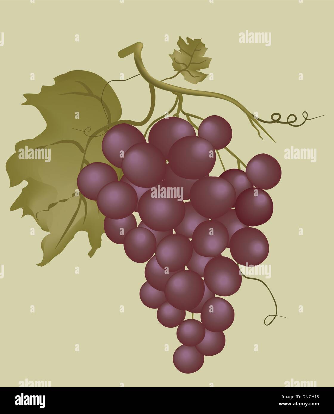 Grapes to produce vine Stock Vector Images - Alamy