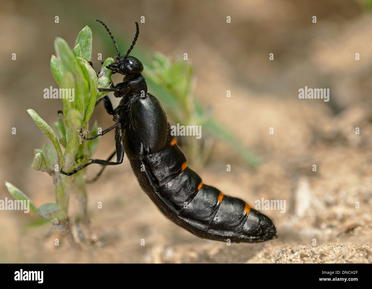 Oil beetle family hi-res stock photography and images - Alamy