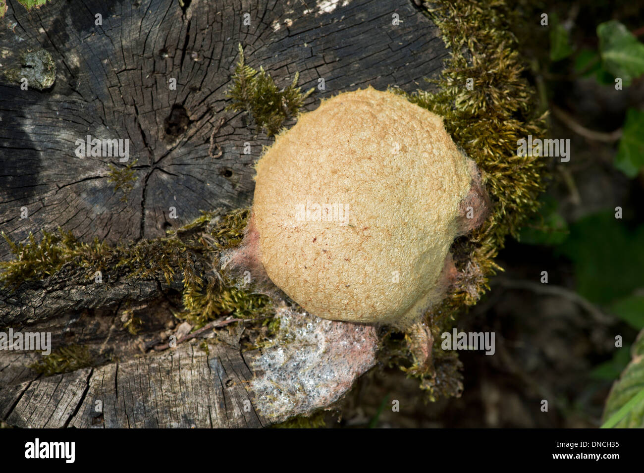 Slime mold Fuligo septica, Switzerland Stock Photo - Alamy