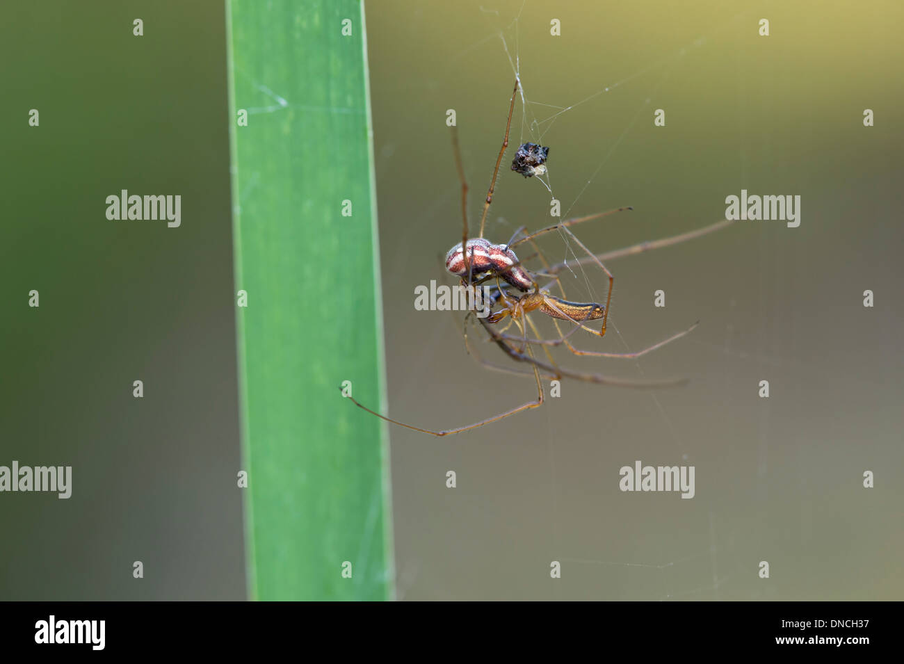 Mating spider, Tetragnatha montana Stock Photo - Alamy