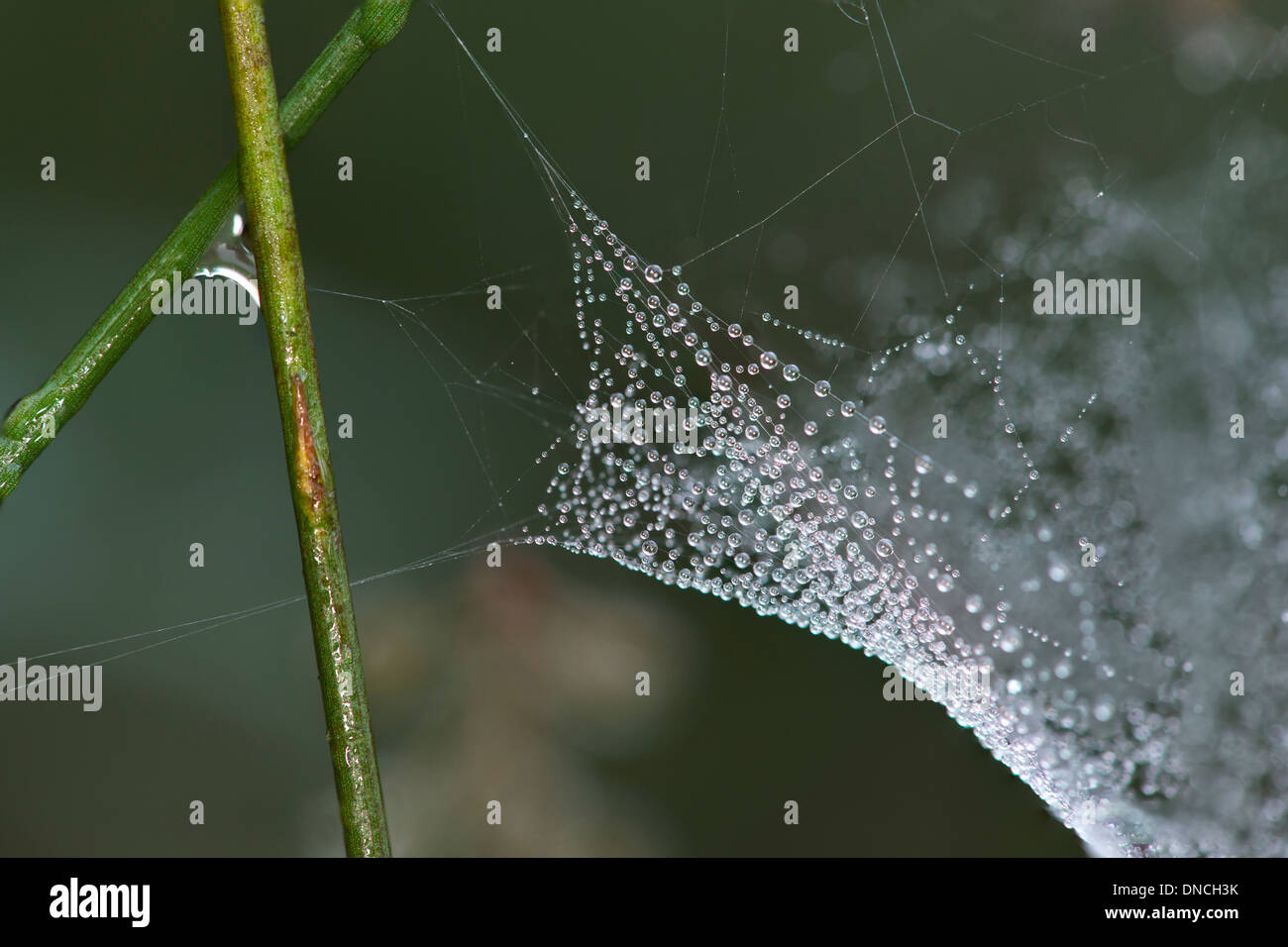 Part of the spiderweb of Neriene montana spider covered with dew drops ...