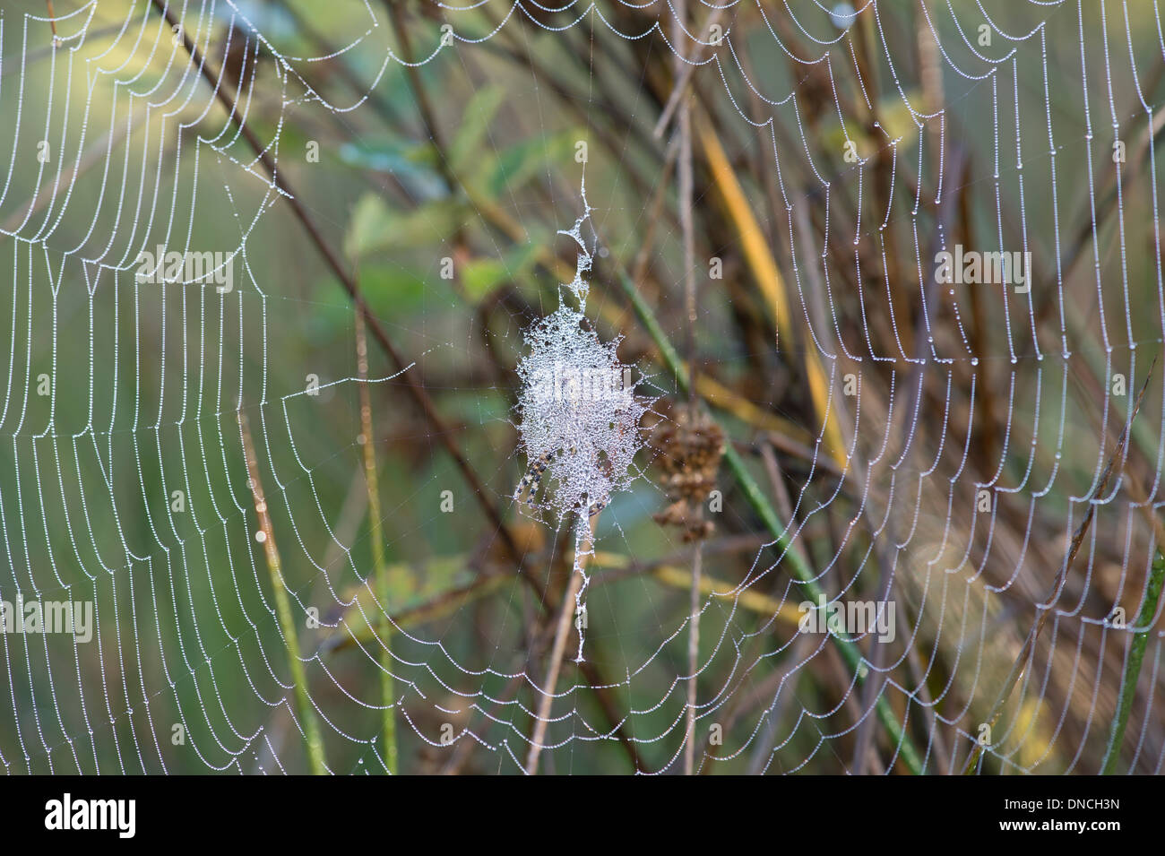 Wasp spider (Argiope bruennichi) hiding behind a circular silk ...