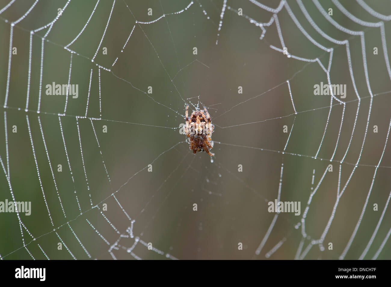 Furrow spider (Larinioides cornutus Stock Photo - Alamy
