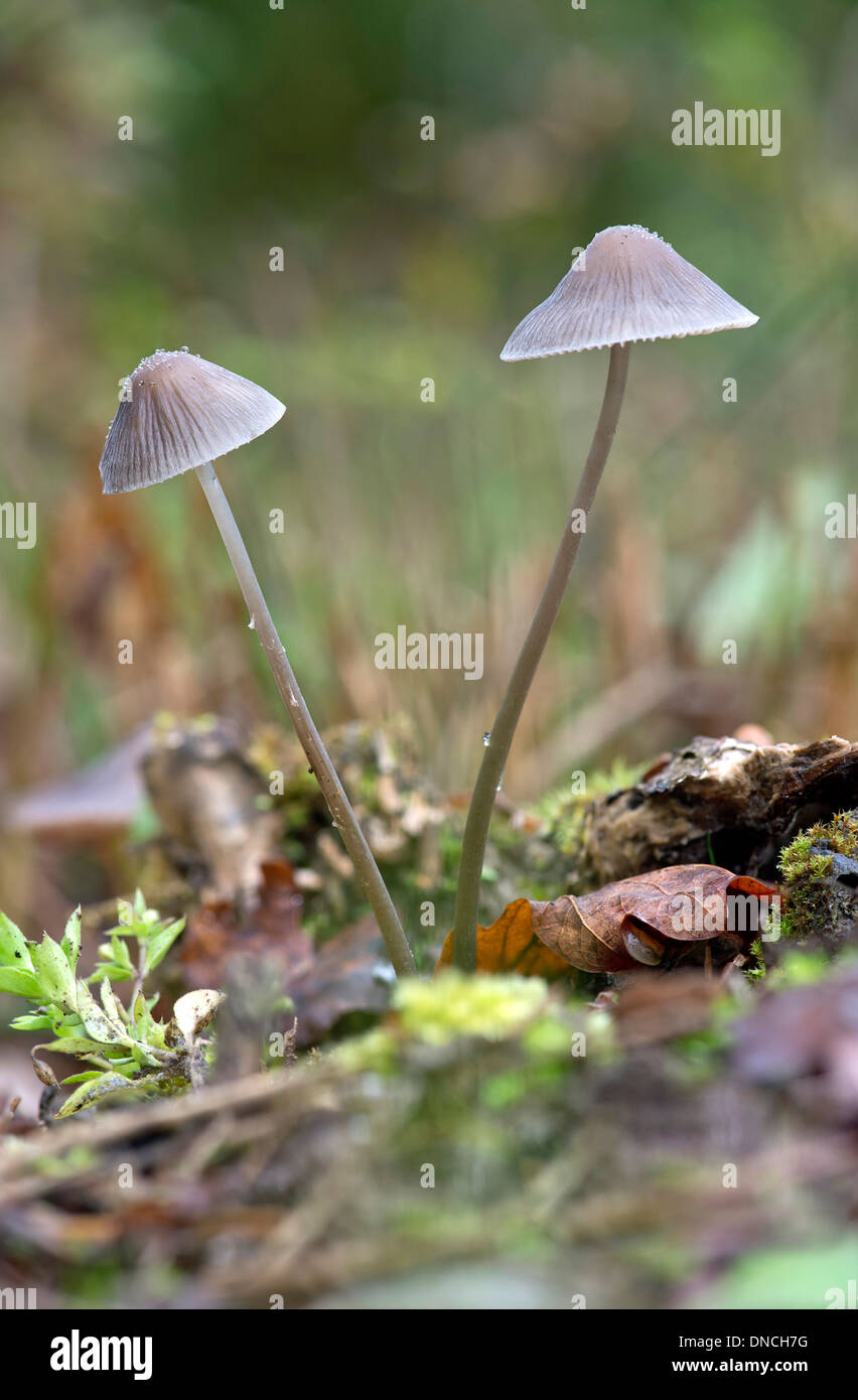 Fairy Inkcap (Coprinellus disseminatus, Syn.Coprinus disseminatus Stock ...