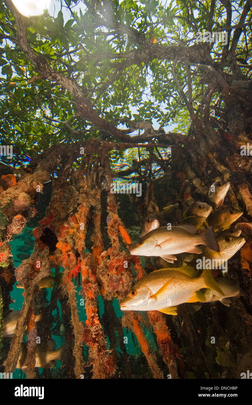 Snappers under mangrove roots, Tunicate Cove Belize Stock Photo - Alamy
