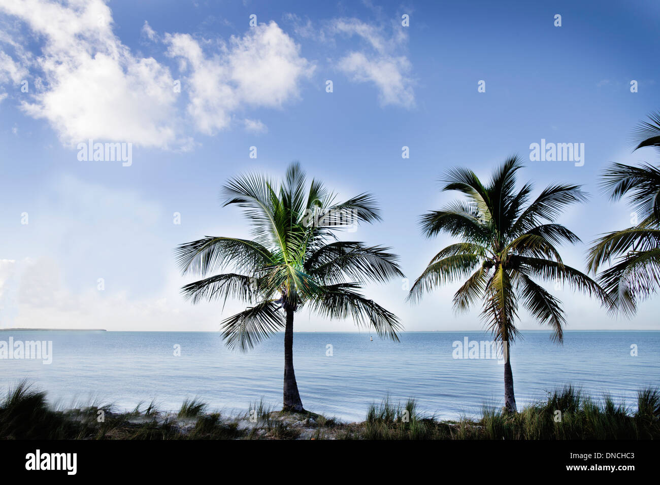 palm trees Puerto Rico Stock Photo - Alamy