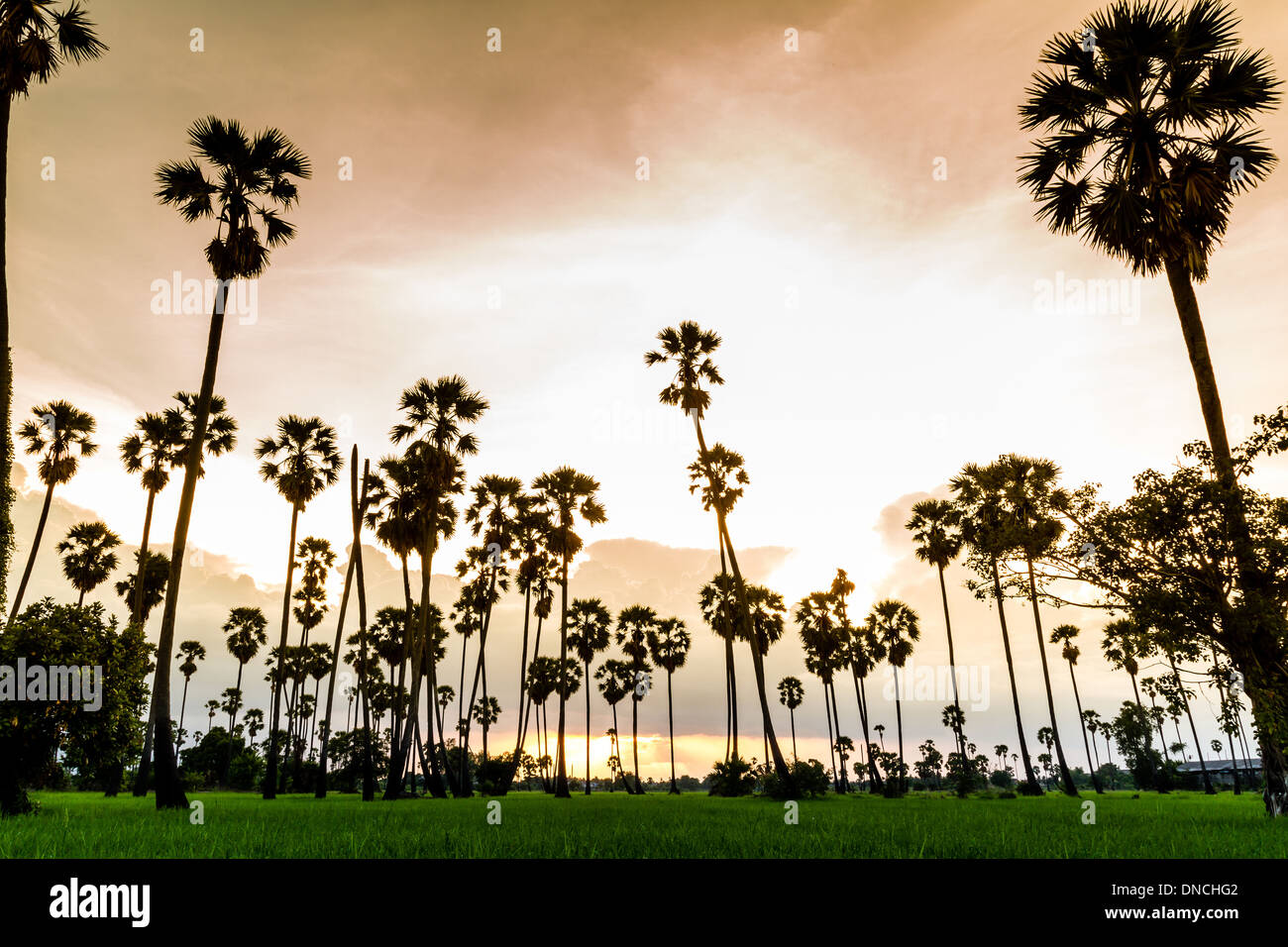 Tree sugar fruit tropical hi-res stock photography and images - Alamy