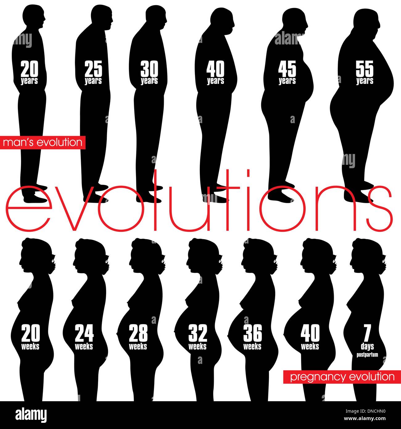 Men obesity evolution and pregnancy stages Stock Vector Image & Art - Alamy