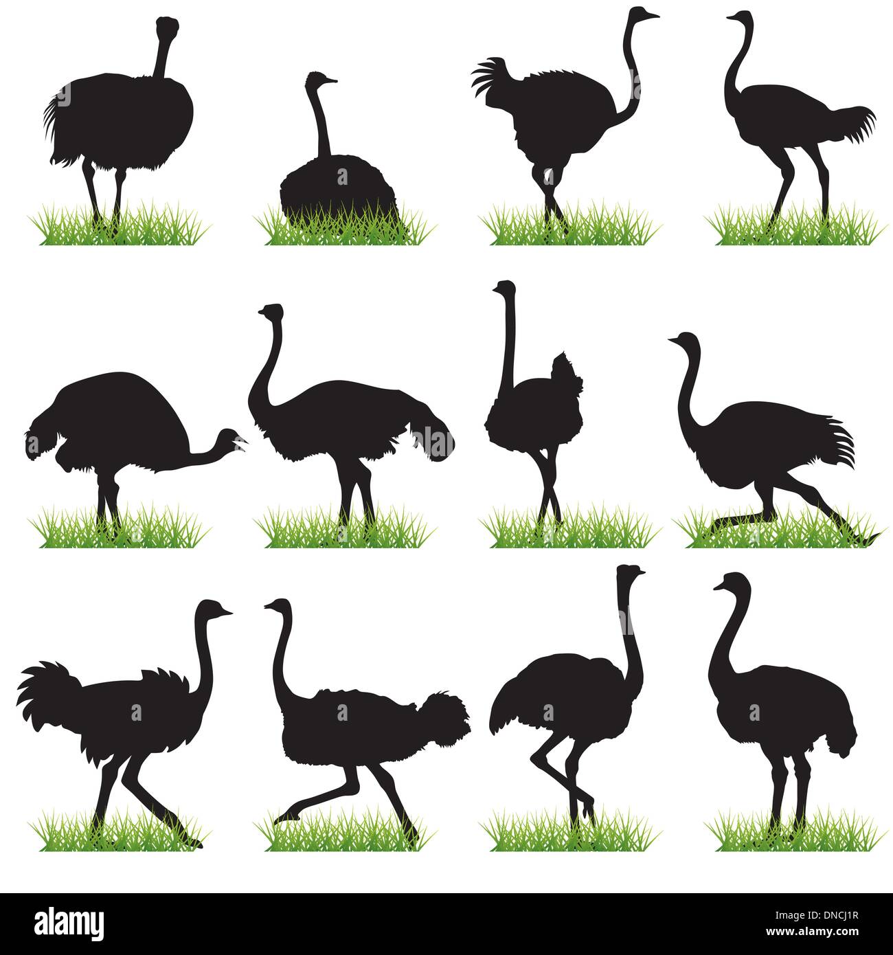 Ostrich silhouettes set Stock Vector Image & Art - Alamy