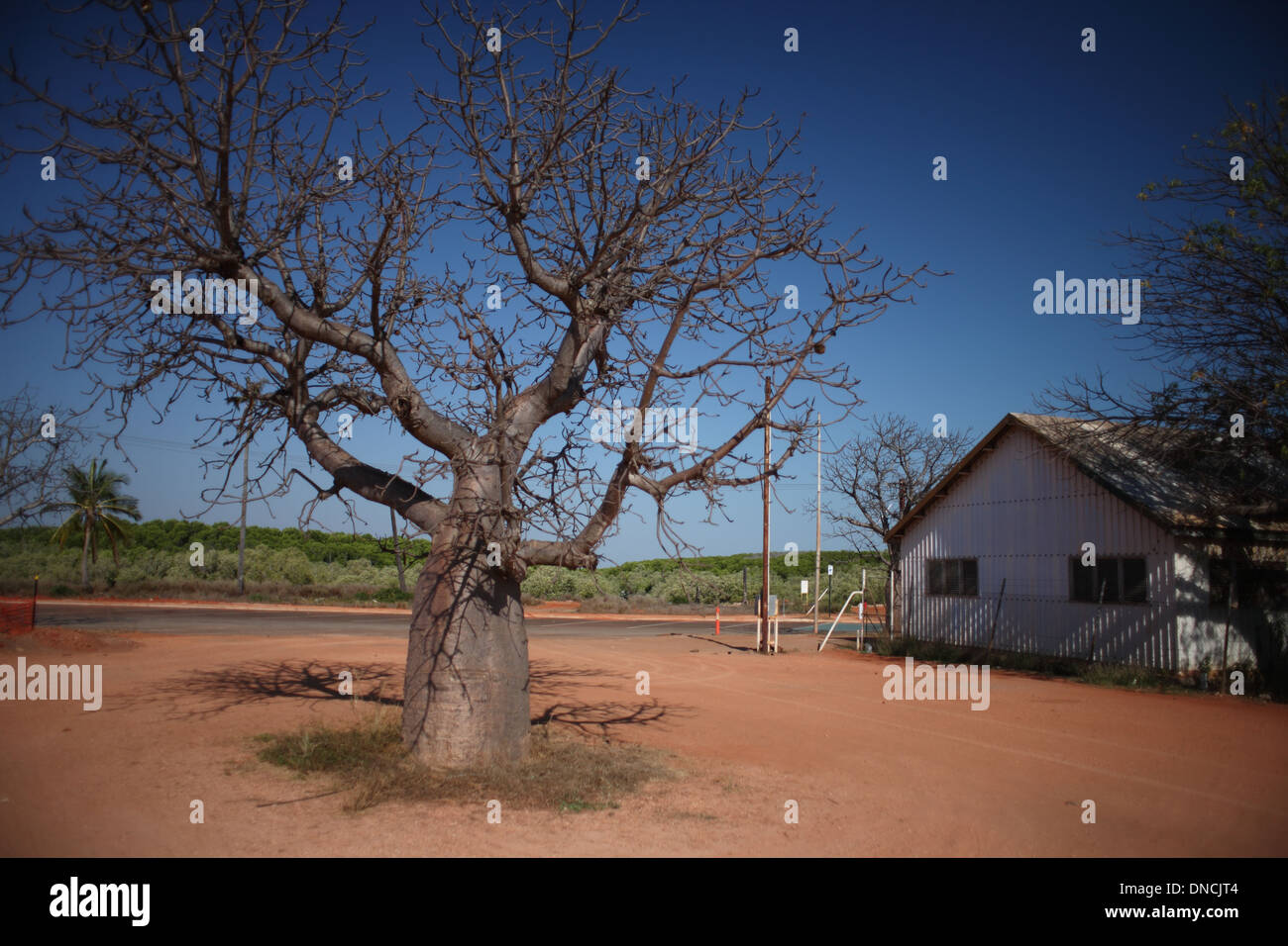 Boab tree kimberley australia hi-res stock photography and images - Alamy