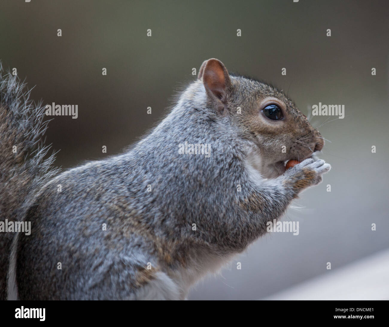 Grey Squirrel close up shot Stock Photo - Alamy