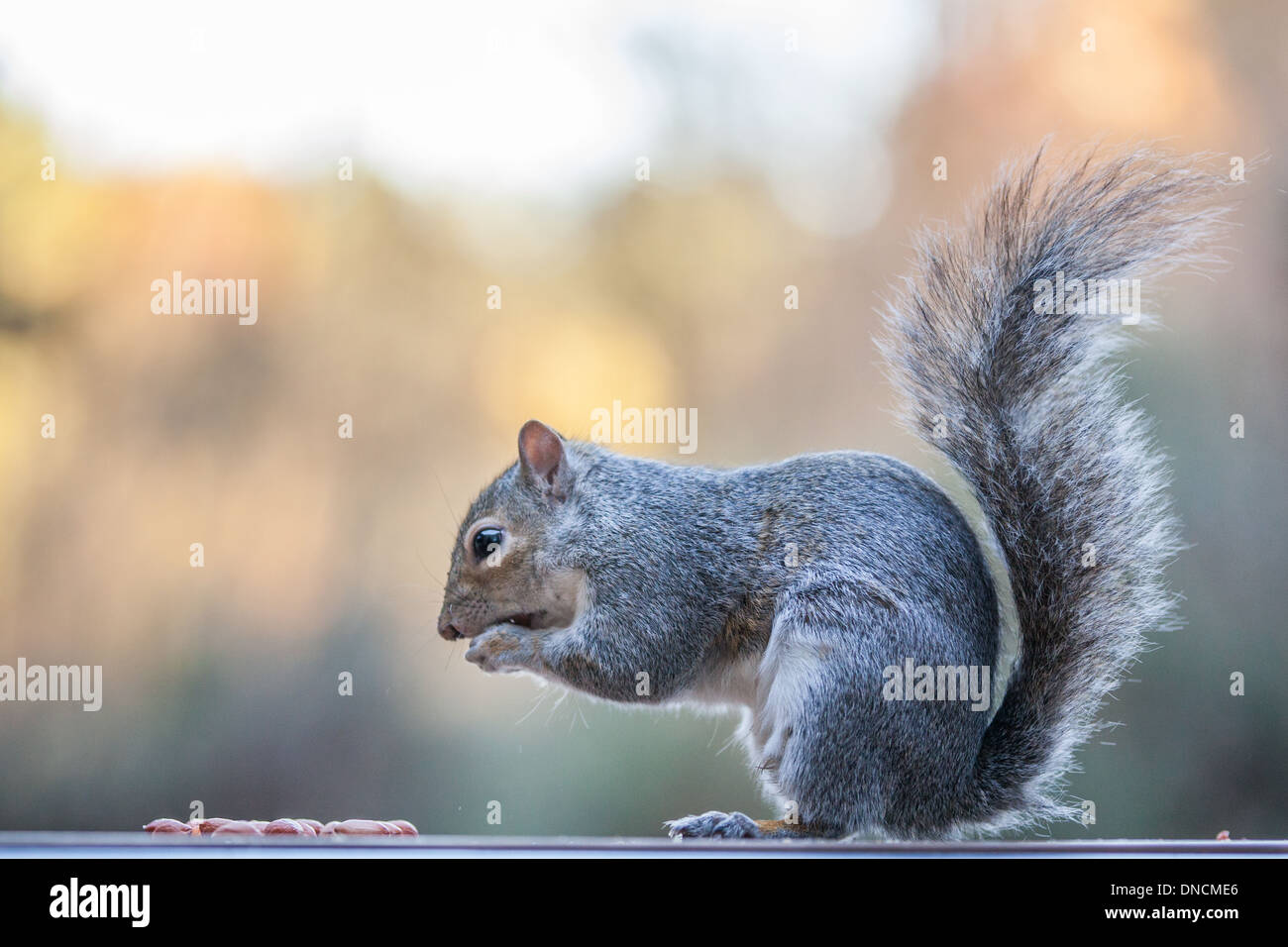 Grey Squirrel close up shot Stock Photo - Alamy
