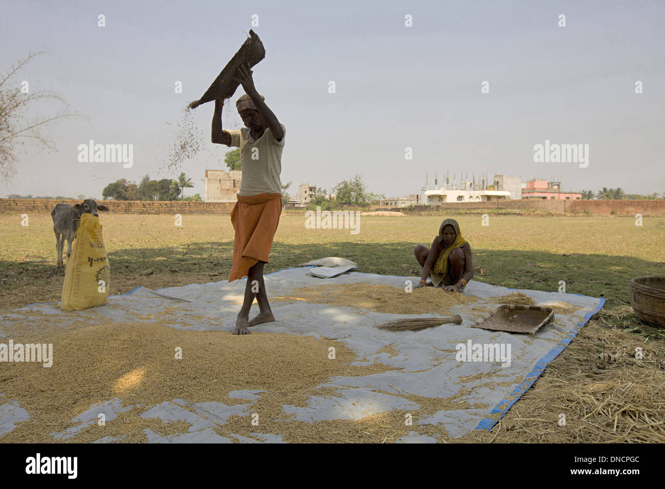Winnowing hi-res stock photography and images - Alamy