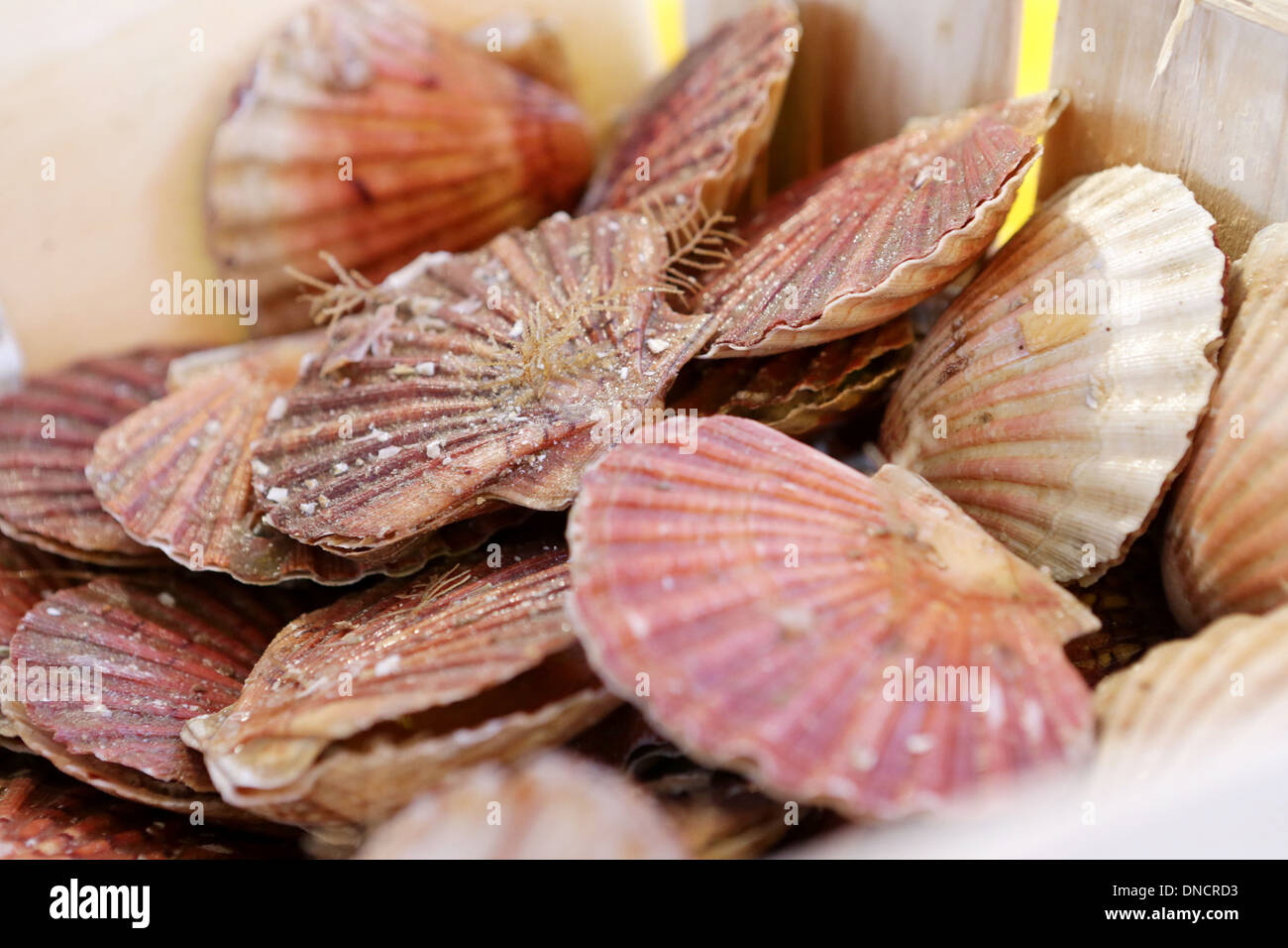 Scallops from the Bay of Saint-Brieuc (Côtes d'Armor department ...