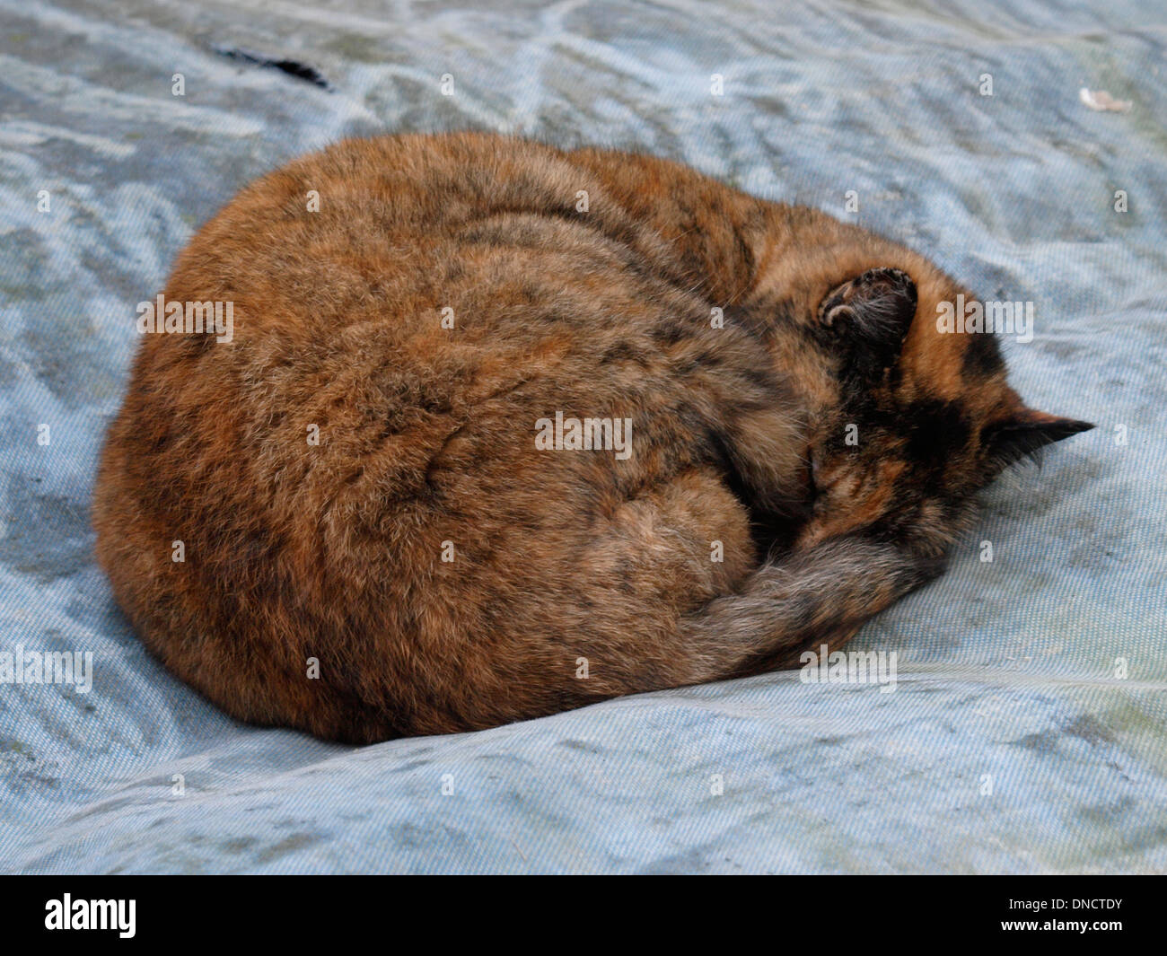Curled cat hi-res stock photography and images - Alamy