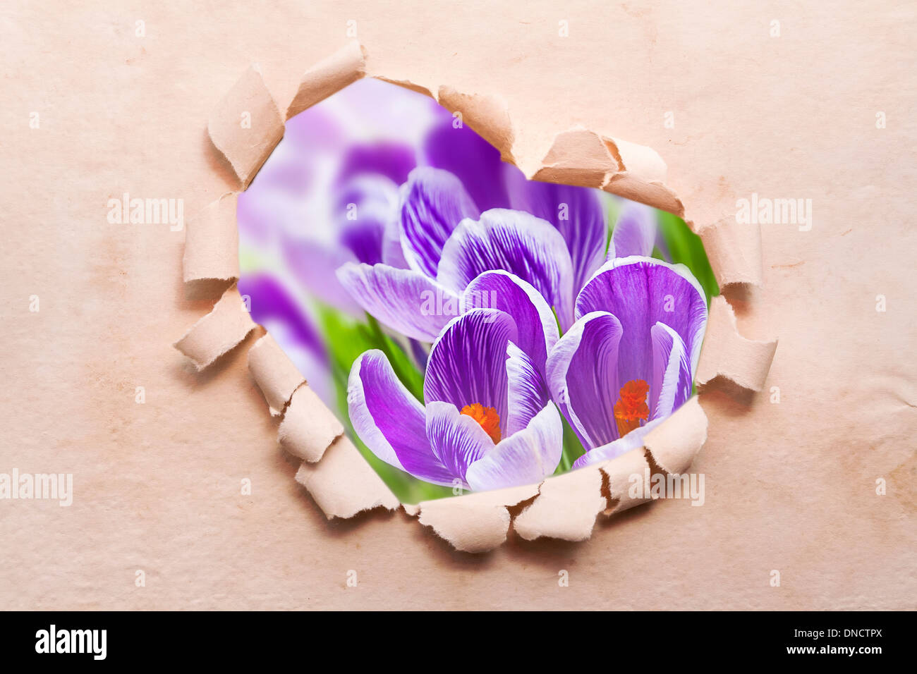 Heart ripped out in the paper and in the middle of flowers Stock Photo ...