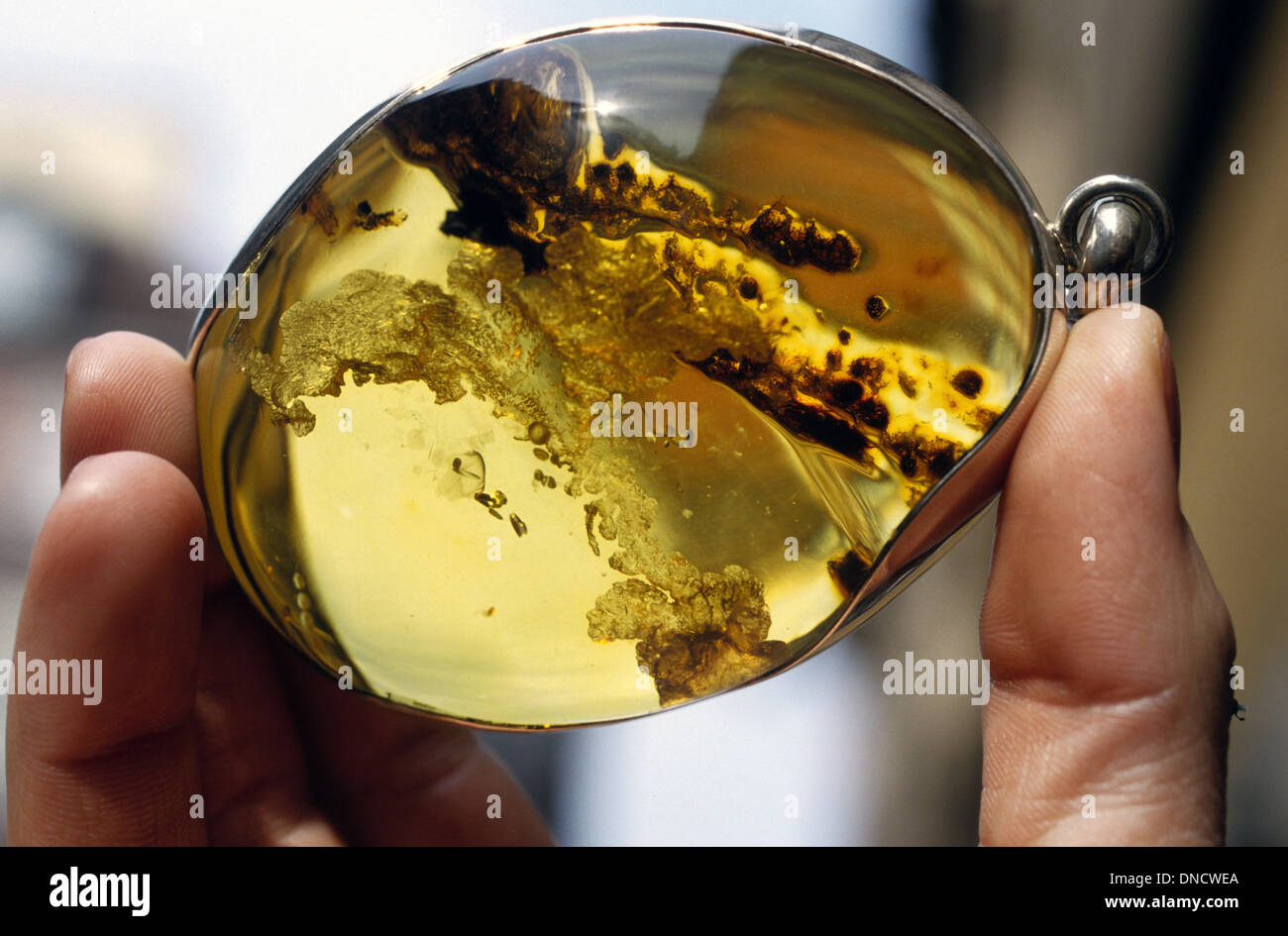 Vilnius (Lithuania): piece of amber containing a plant inclusion Stock ...