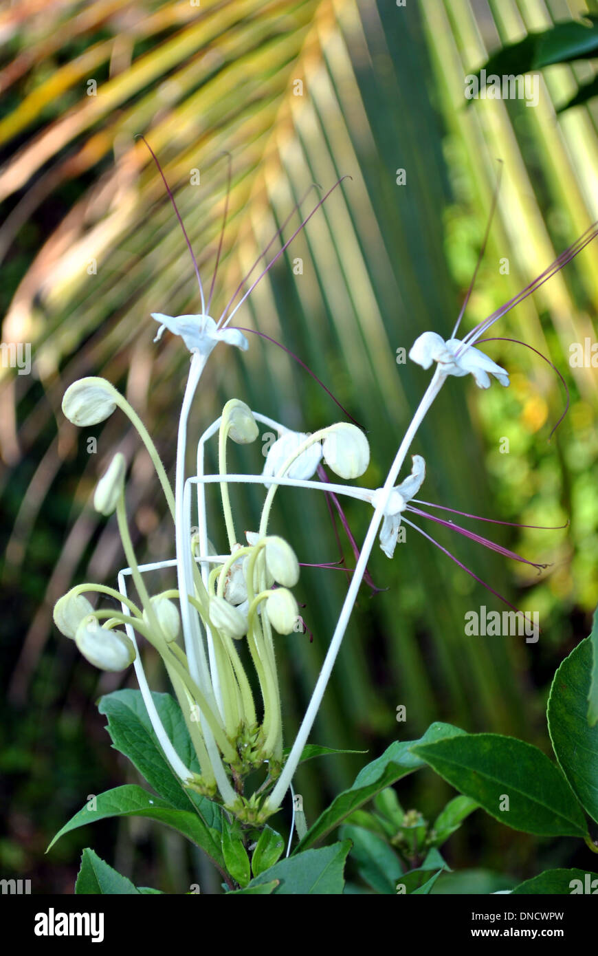 Musical Notes Latin name Clerodendrum incisum Stock Photo - Alamy